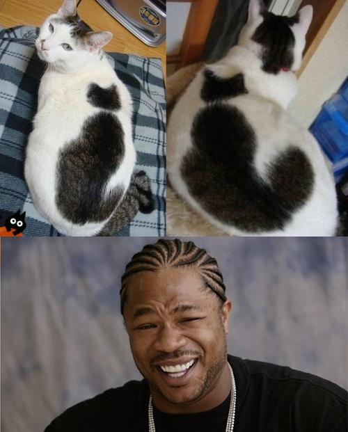 catception - Meme by kurosaki_rell :) Memedroid