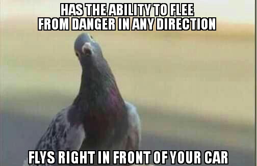 scumbag/derp pigeon - Meme subido por minitrucker661 :) Memedroid