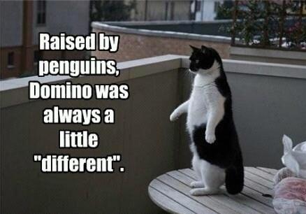 Socially Awkward Cat - Meme by justthatdreamer981 :) Memedroid