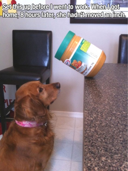 silly dog - Meme subido por kirobel :) Memedroid