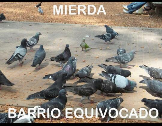 cotorro - Meme subido por lalopedo :) Memedroid