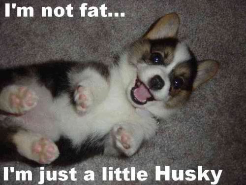 so fluffy - Meme by papakhan :) Memedroid