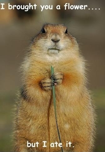 cute - Meme subido por nishant1695 :) Memedroid