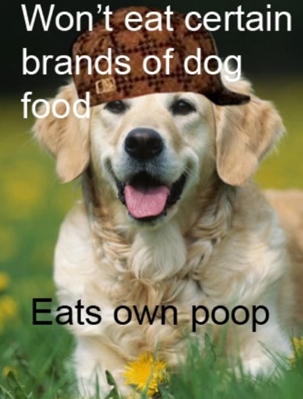 Freaking dogs - Meme by quackduck :) Memedroid