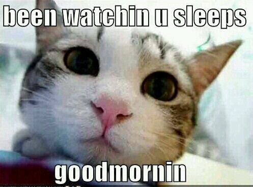 Stalker Cat Memes Stalker | Page 2 | PCSPECIALIST